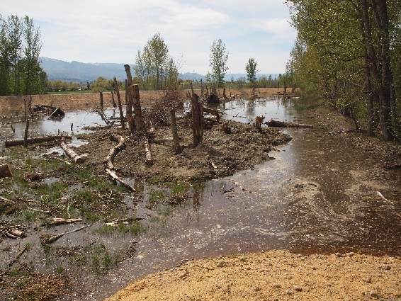 » Mission Creek restoration already performing as expected